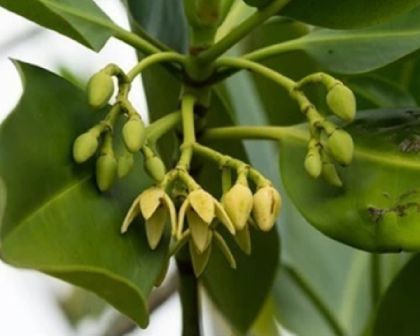 Flora - Komodo National Park