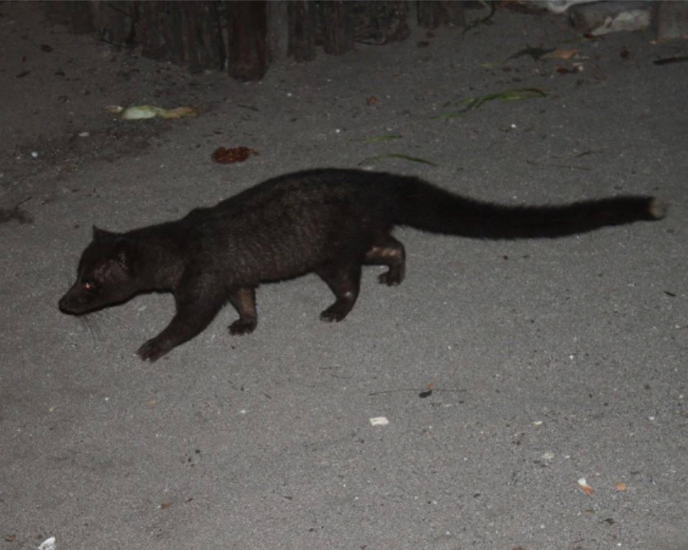 Fauna - Komodo National Park