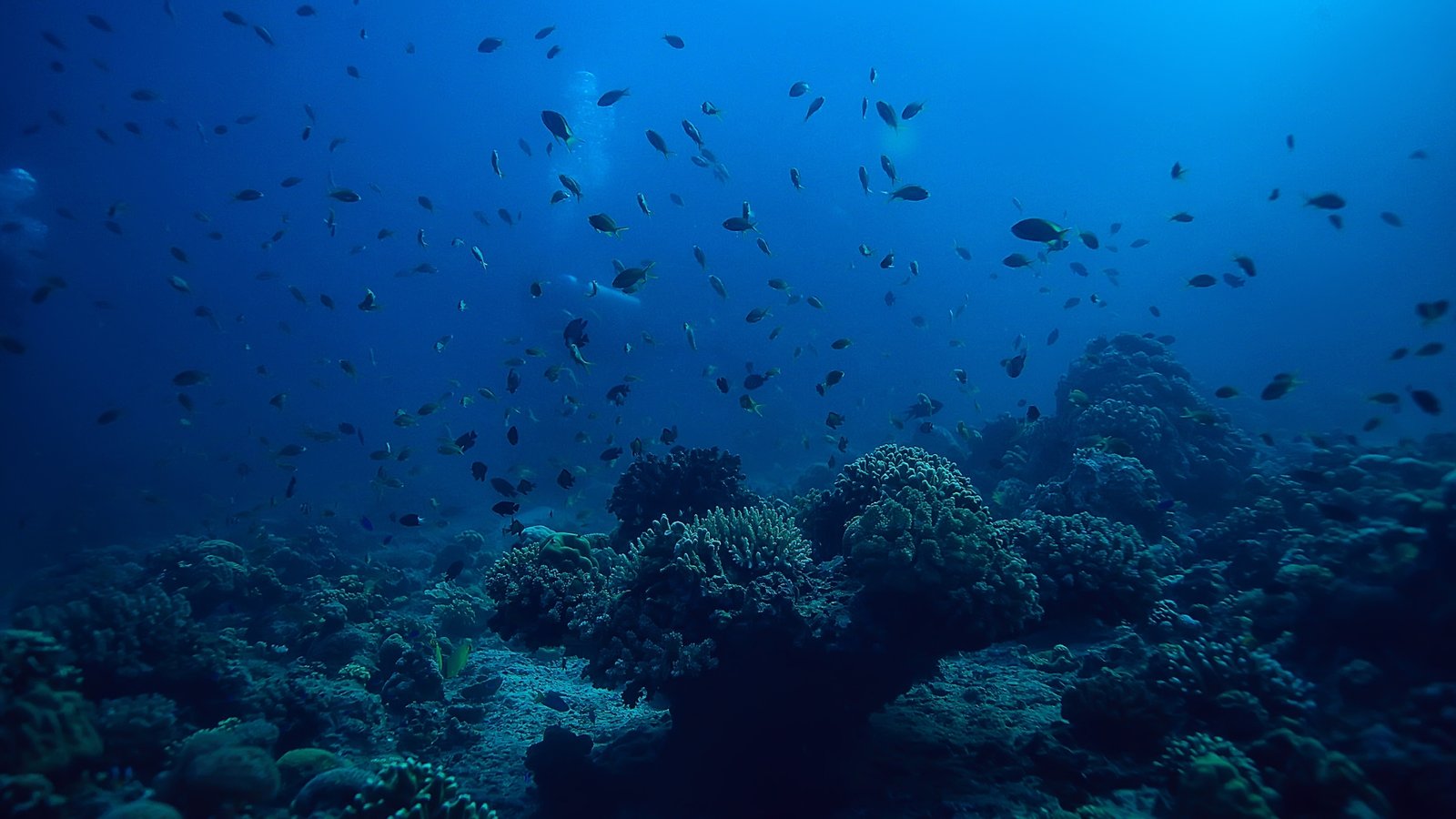 Ekosistem - Komodo National Park