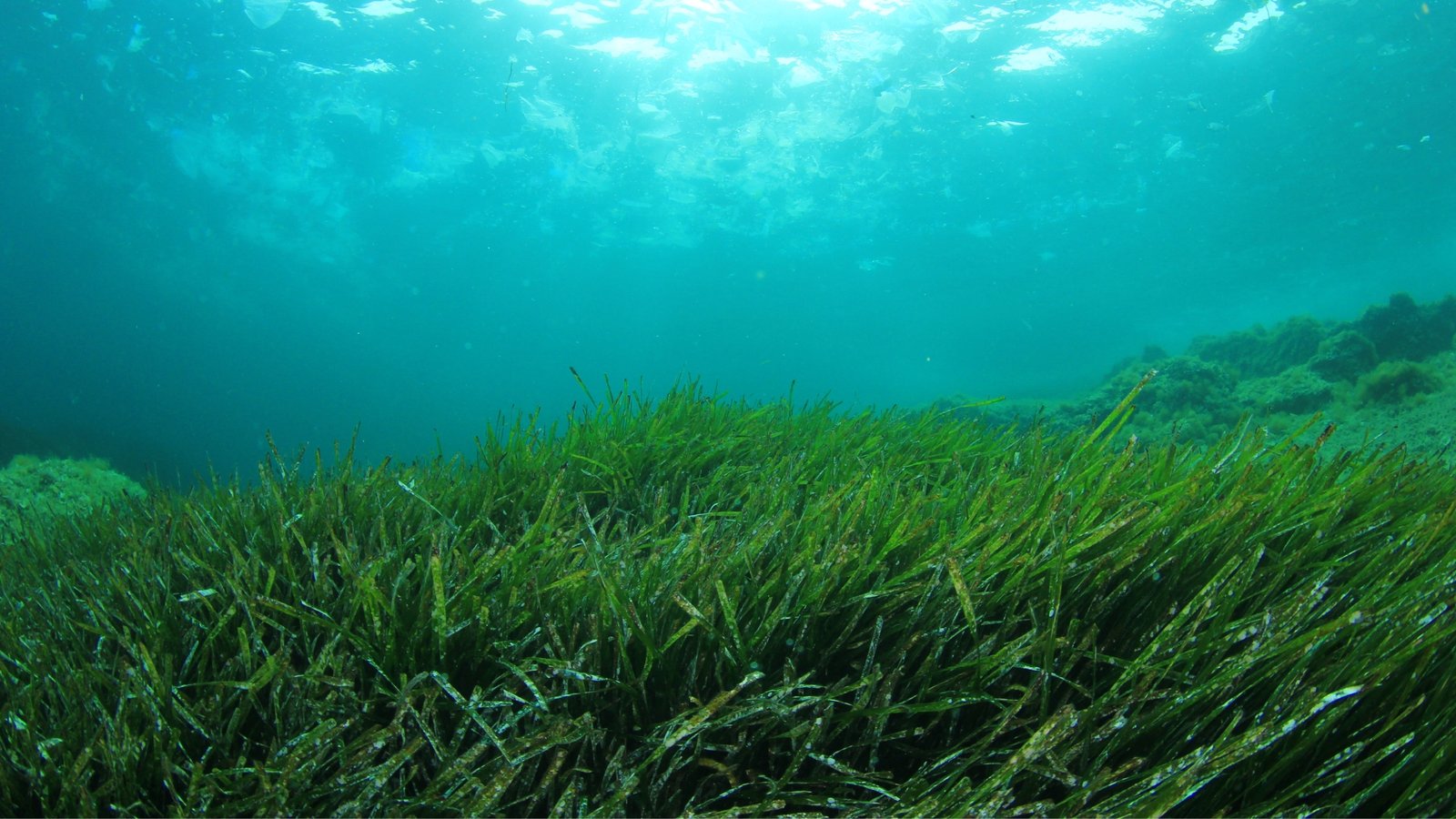 Ekosistem - Komodo National Park