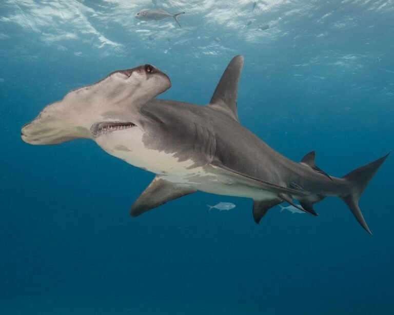 Fauna - Komodo National Park