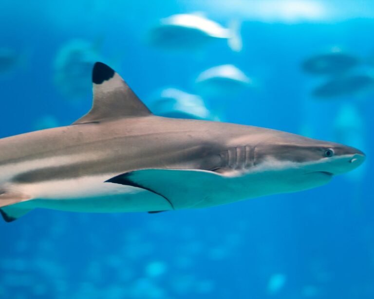 Fauna - Komodo National Park