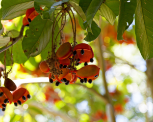 Flora - Komodo National Park